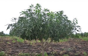 Why You Should Keep Mango Trees Small and How to Do It | The Survival ...