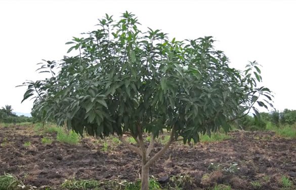 Why You Should Keep Mango Trees Small and How to Do It | The Survival ...