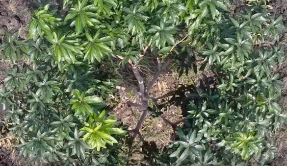 Why You Should Keep Mango Trees Small and How to Do It | The Survival ...