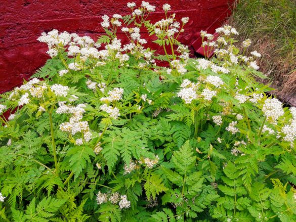 Discovering Wild Cicely in the Faroe Islands | The Survival Gardener