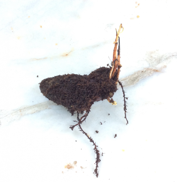 An Even Easier Way to Start Mango Pits | The Survival Gardener