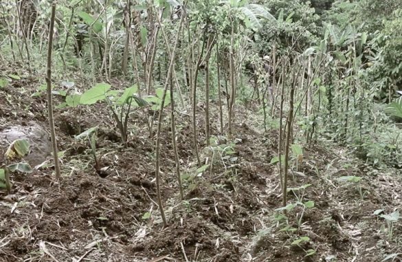 How To Plant and Grow Yams (Dioscorea spp.) | The Survival Gardener