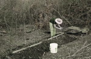 How To Plant and Grow Yams (Dioscorea spp.) | The Survival Gardener