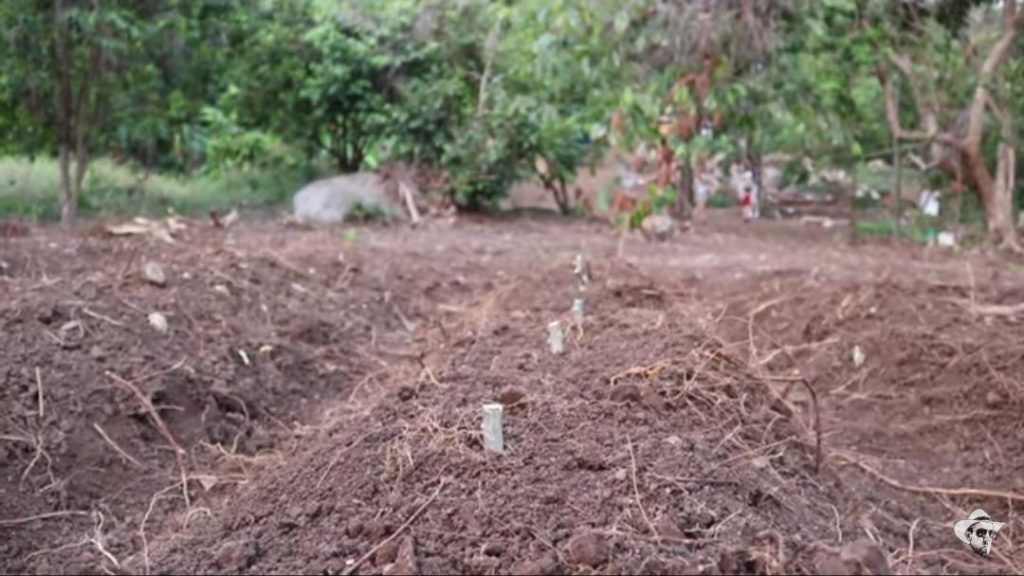 How To Plant Cassava The Survival Gardener