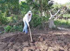 How To Plant and Grow Yams (Dioscorea spp.) | The Survival Gardener