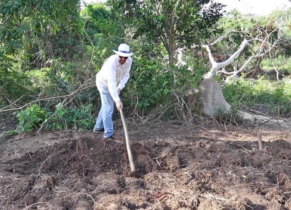 How To Plant and Grow Yams (Dioscorea spp.) | The Survival Gardener