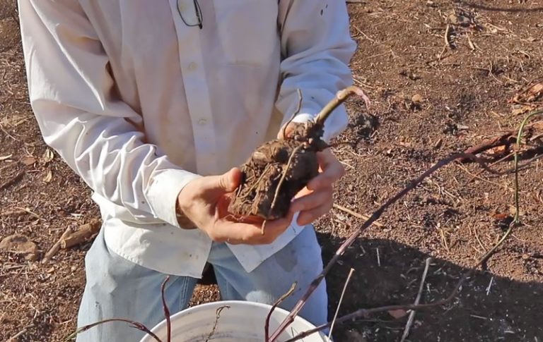 How To Plant and Grow Yams (Dioscorea spp.) | The Survival Gardener