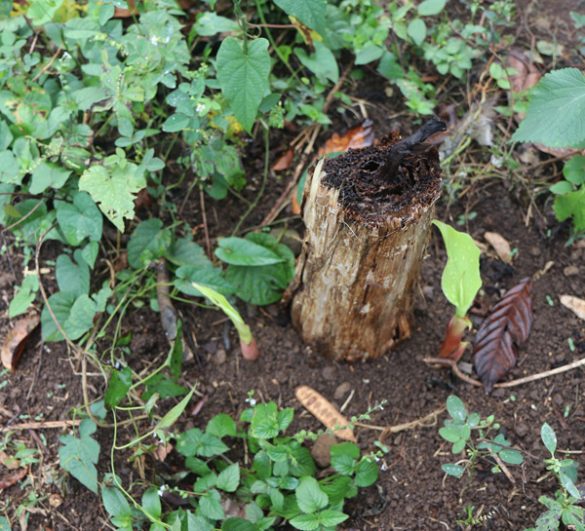 Bullheads vs. Banana Pups | The Survival Gardener