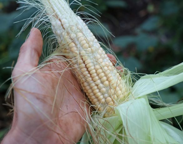 Incomplete Corn Pollination | The Survival Gardener