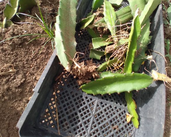 How to Grow Dragon Fruit: From Propagation To Harvest | The Survival ...