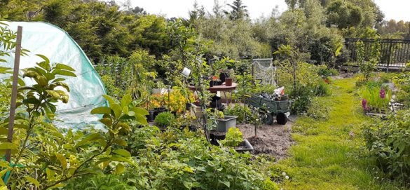 Hayley's Inspiring Food Forest | The Survival Gardener