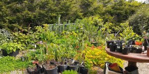 Hayley's Inspiring Food Forest | The Survival Gardener