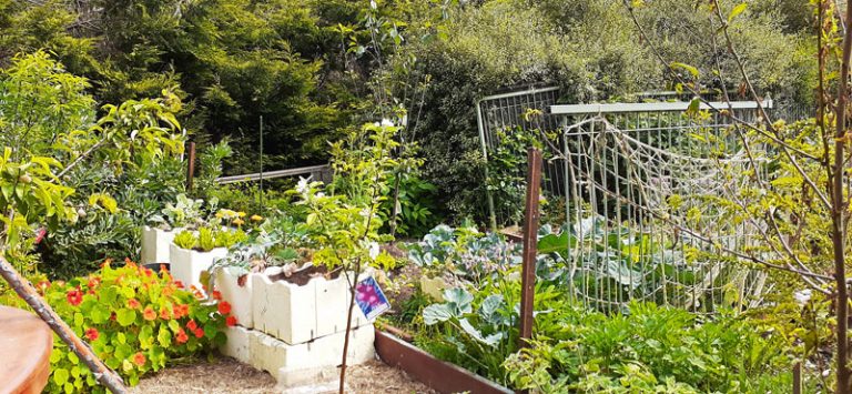Hayley's Inspiring Food Forest | The Survival Gardener