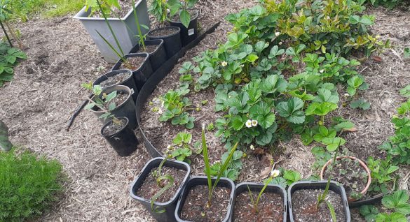 Hayley's Inspiring Food Forest | The Survival Gardener