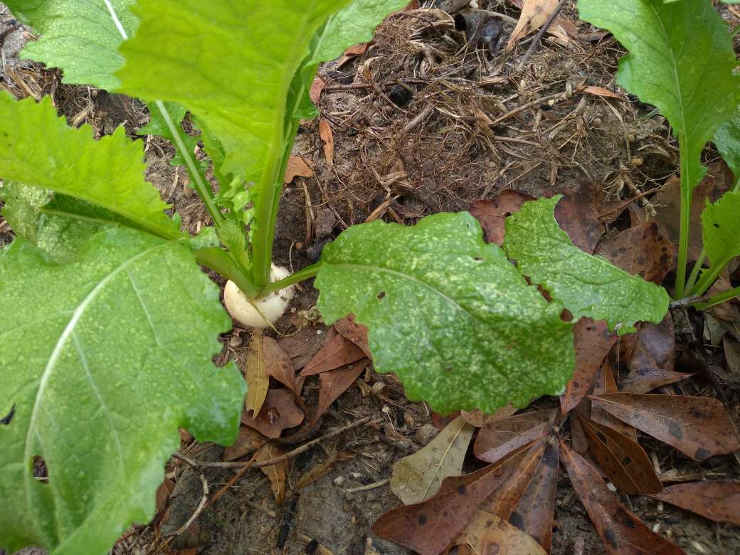 Single Row Gardening Success | The Survival Gardener