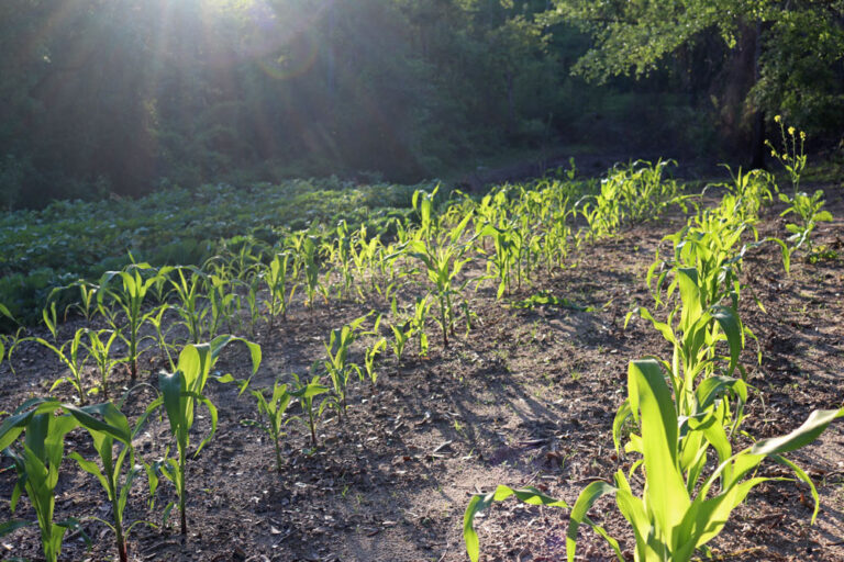 Garden Pictures, April 2021 | The Survival Gardener