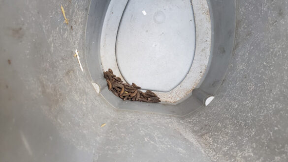 Black Soldier Fly Bin Design Pictures | The Survival Gardener