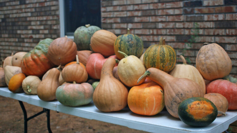 Garden Pictures, Mid-August 2021 | The Survival Gardener
