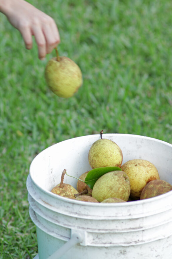 The Blessing of Pear Season | The Survival Gardener