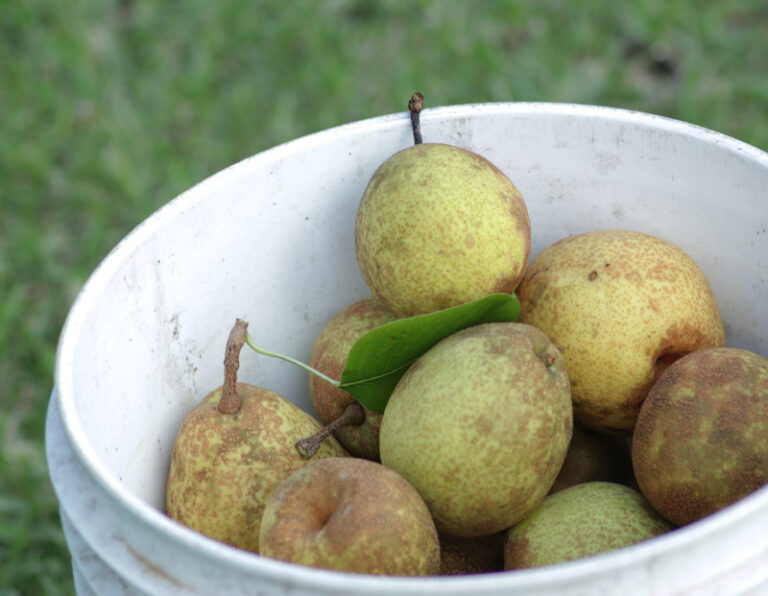 The Blessing of Pear Season | The Survival Gardener