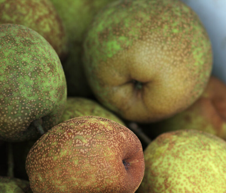 The Blessing of Pear Season | The Survival Gardener