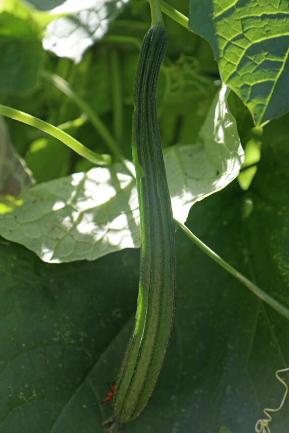 Garden Pictures, Mid-August 2021 | The Survival Gardener