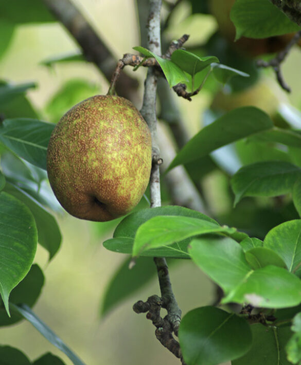 The Blessing of Pear Season | The Survival Gardener