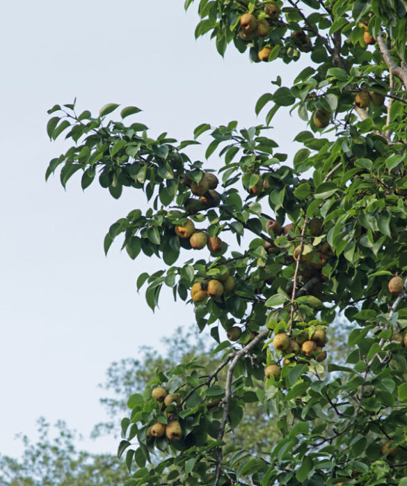 The Blessing of Pear Season | The Survival Gardener