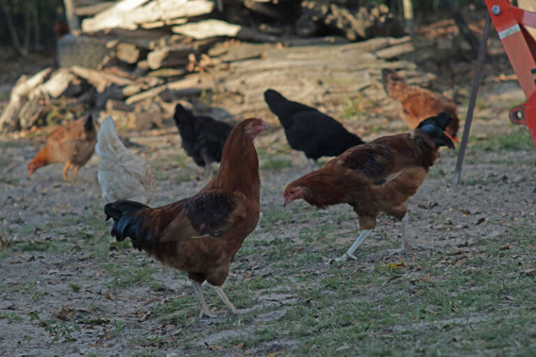 A Real-Life Tale of Extreme Free-Range Chickens - in a Predator-Rich ...