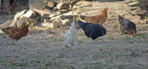 A Real-Life Tale of Extreme Free-Range Chickens - in a Predator-Rich ...