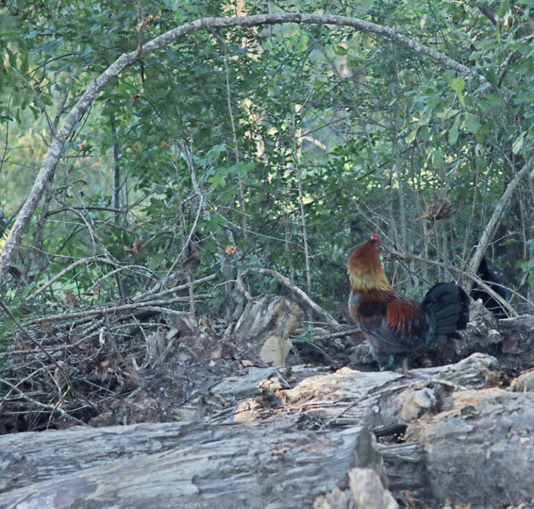 A Real-Life Tale of Extreme Free-Range Chickens - in a Predator-Rich ...