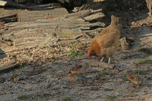 A Real-Life Tale of Extreme Free-Range Chickens - in a Predator-Rich ...