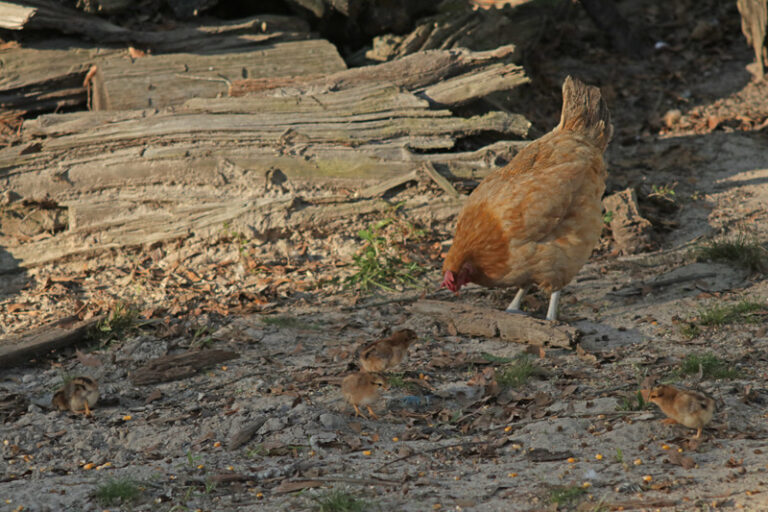 A Real-Life Tale of Extreme Free-Range Chickens - in a Predator-Rich ...