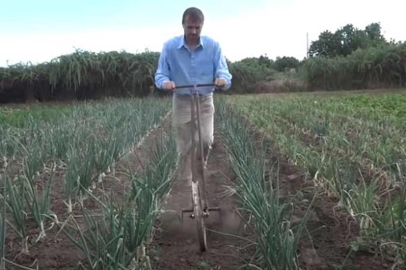 A Homemade DIY Wheel Hoe | The Survival Gardener