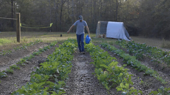 Single Row Gardening: Memories, Usefulness and Criticisms | The ...