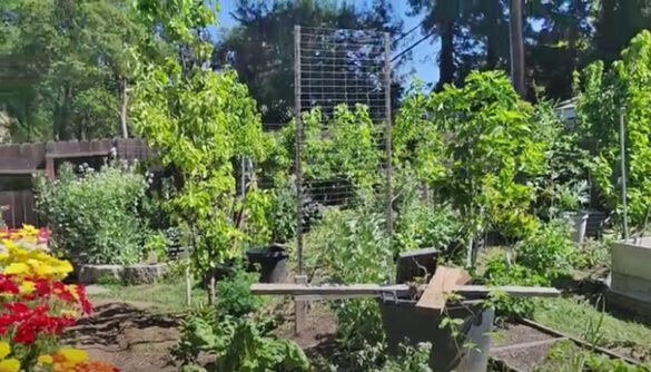 From A Bare Backyard to a Beautiful Food Forest Garden | The Survival ...