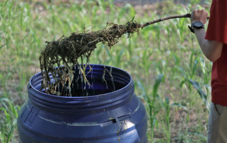 Swamp Water Works! | The Survival Gardener