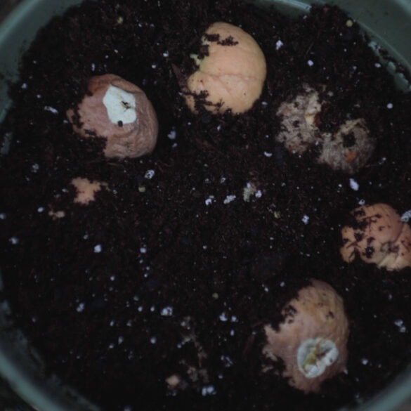 How to Grow 5 Amazing Tropical Trees from Seed | The Survival Gardener