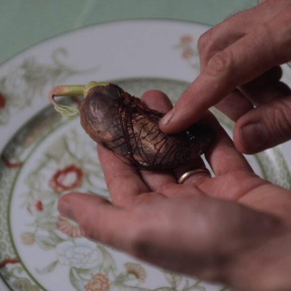 How to Grow 5 Amazing Tropical Trees from Seed | The Survival Gardener