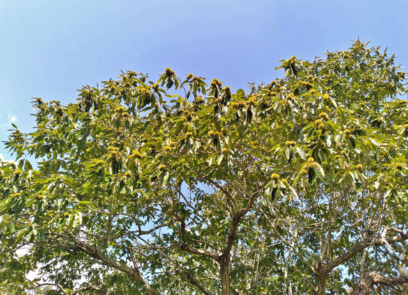 A Beautiful Lower Alabama Chestnut Tree | The Survival Gardener