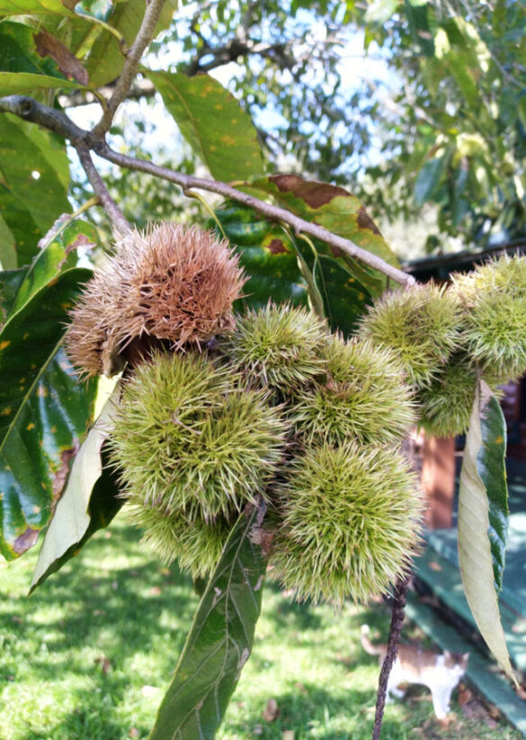 A Beautiful Lower Alabama Chestnut Tree | The Survival Gardener