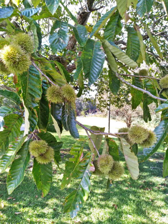 A Beautiful Lower Alabama Chestnut Tree | The Survival Gardener