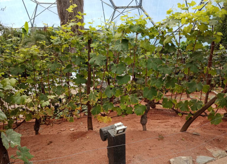The Married Vine: Growing Grapes on Trees | The Survival Gardener