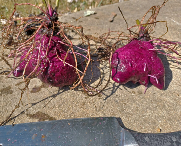 Growing Yams in Middle Tennessee | The Survival Gardener