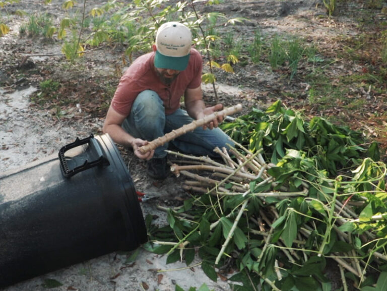 What You Need to Know about Growing Cassava | The Survival Gardener