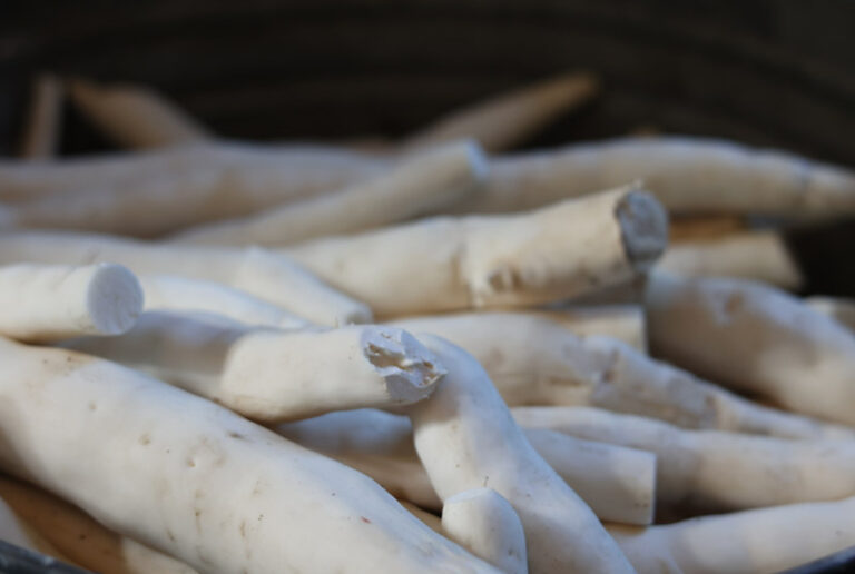 What You Need to Know about Growing Cassava | The Survival Gardener