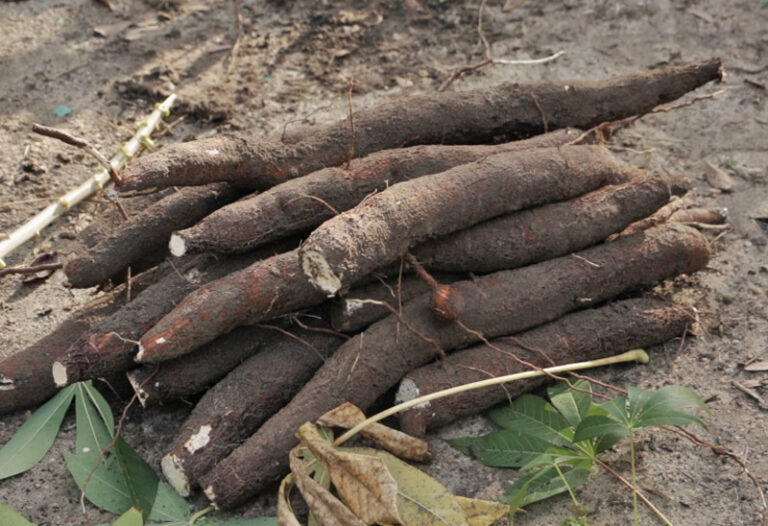 What You Need to Know about Growing Cassava | The Survival Gardener