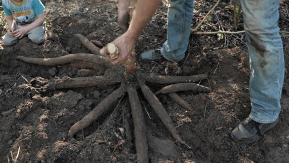 What You Need to Know about Growing Cassava | The Survival Gardener