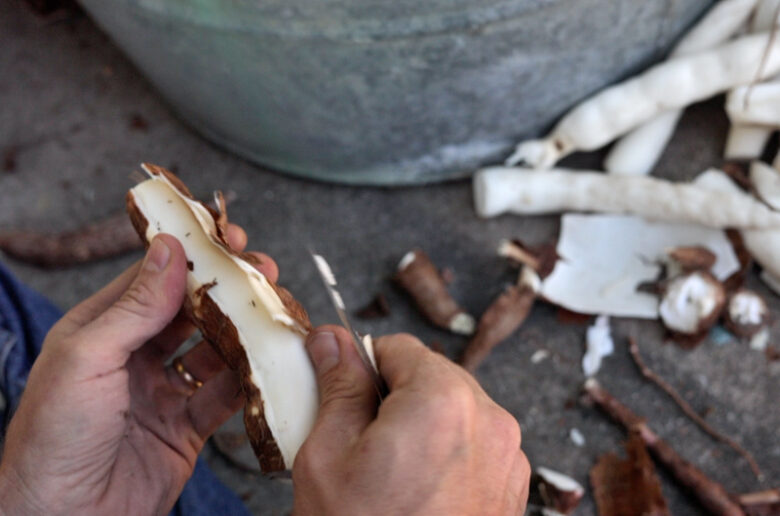 What You Need to Know about Growing Cassava | The Survival Gardener