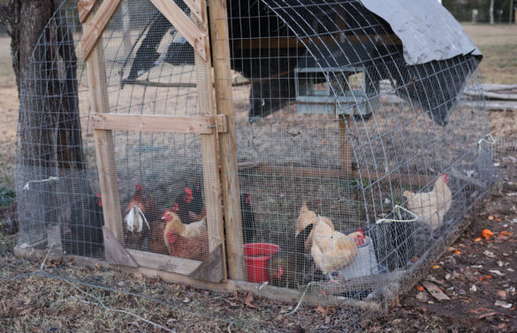 The Cattle Panel Chicken Tractor Works | The Survival Gardener
